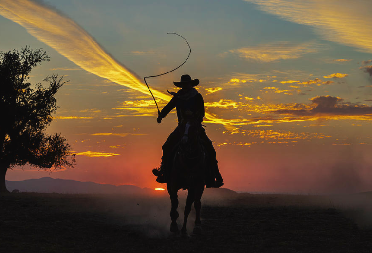 Taipan Whips Australia